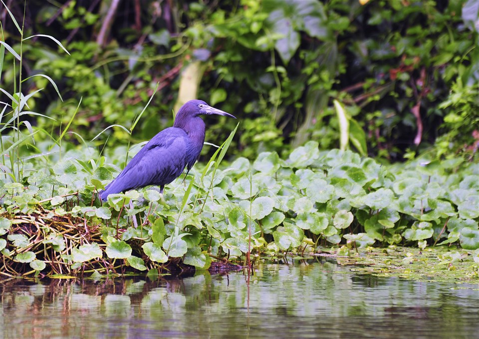 Classic Costa Rica - Fly Drive Tour | Trailfinders