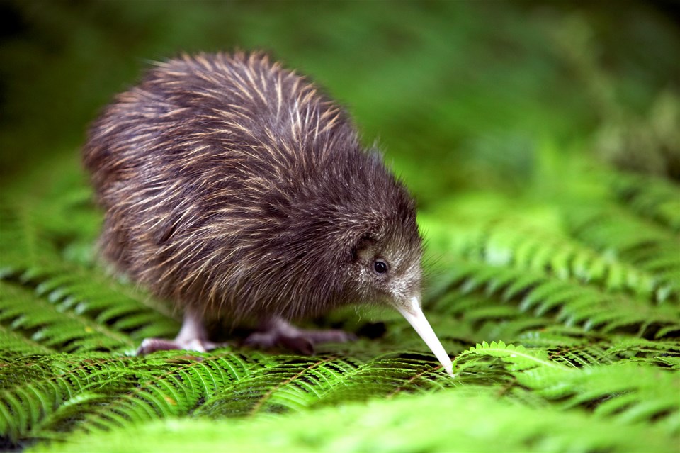 Kiwi Encounter | Touring with Trailfinders
