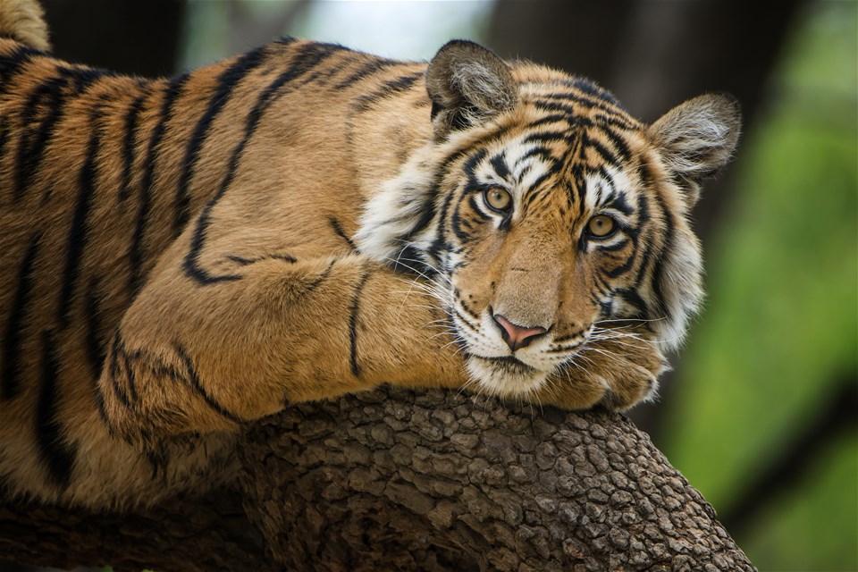 Tiger Extension from Delhi Tour | Trailfinders