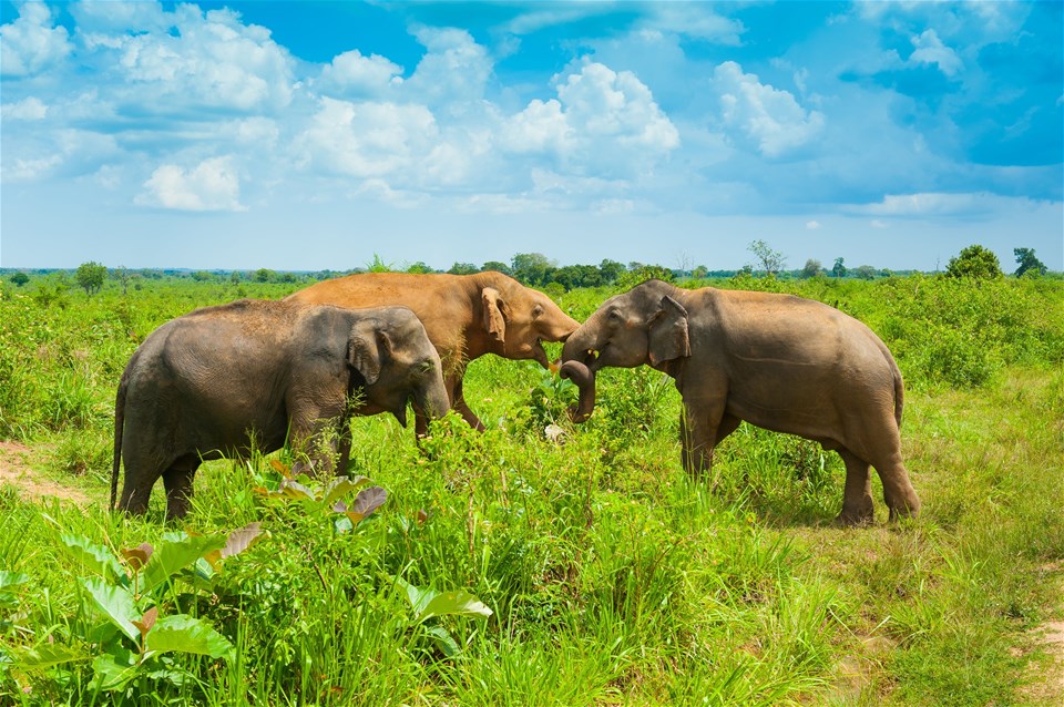 Sri Lanka Safari | Trailfinders
