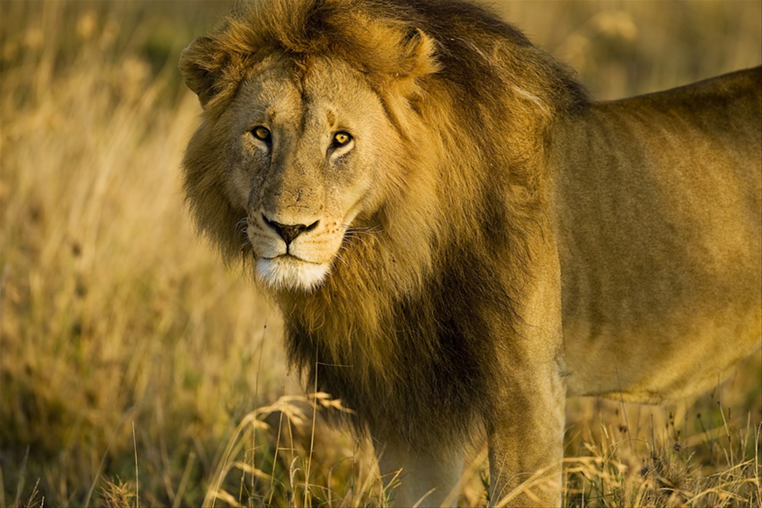 Simba Safari (small group) Tour | Trailfinders