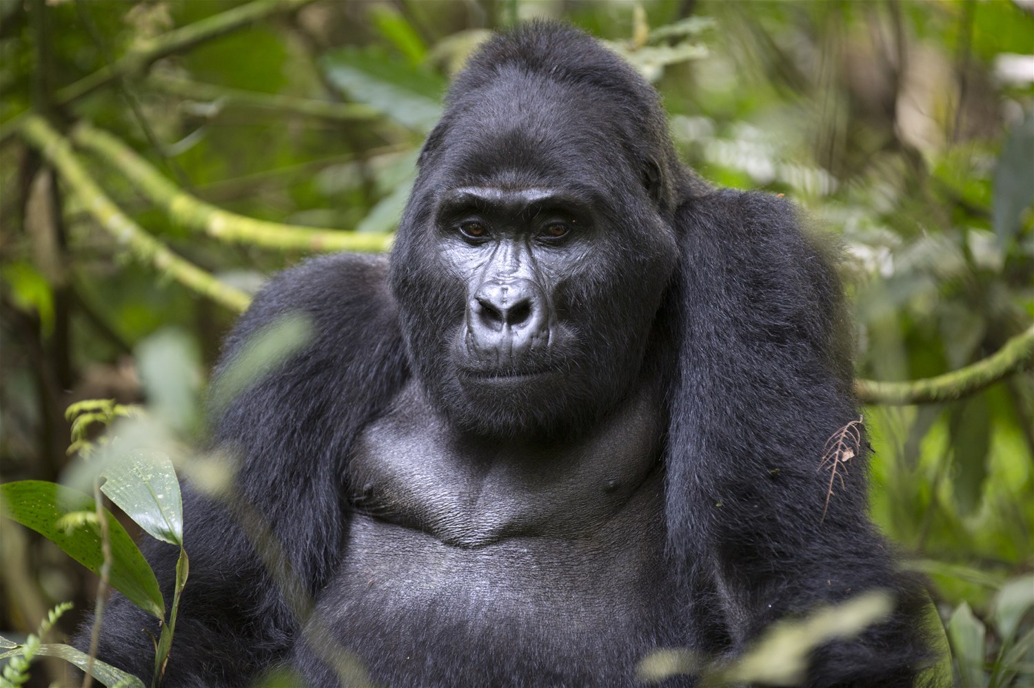 Gorillas, Game Parks & Glorious Beaches | Trailfinders