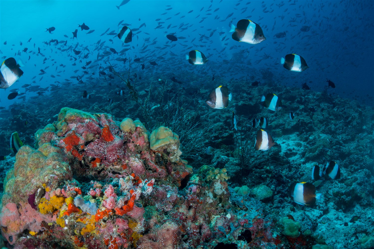 The 7 best hotels with house reefs in the Maldives | Trailfinders