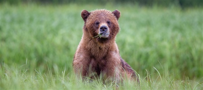 The Best Places in World to See Wildlife