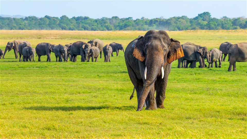 The Best Time to Visit Sri Lanka | Trailfinders