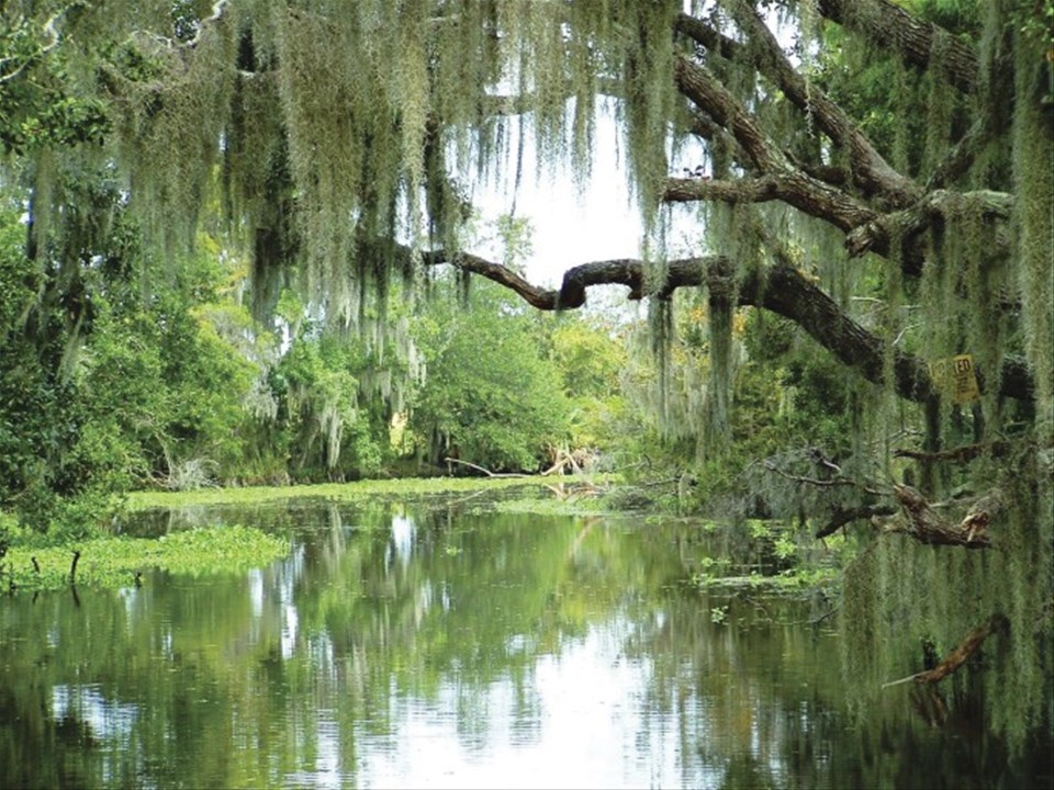 Swamp & Bayou Tour | Touring with Trailfinders